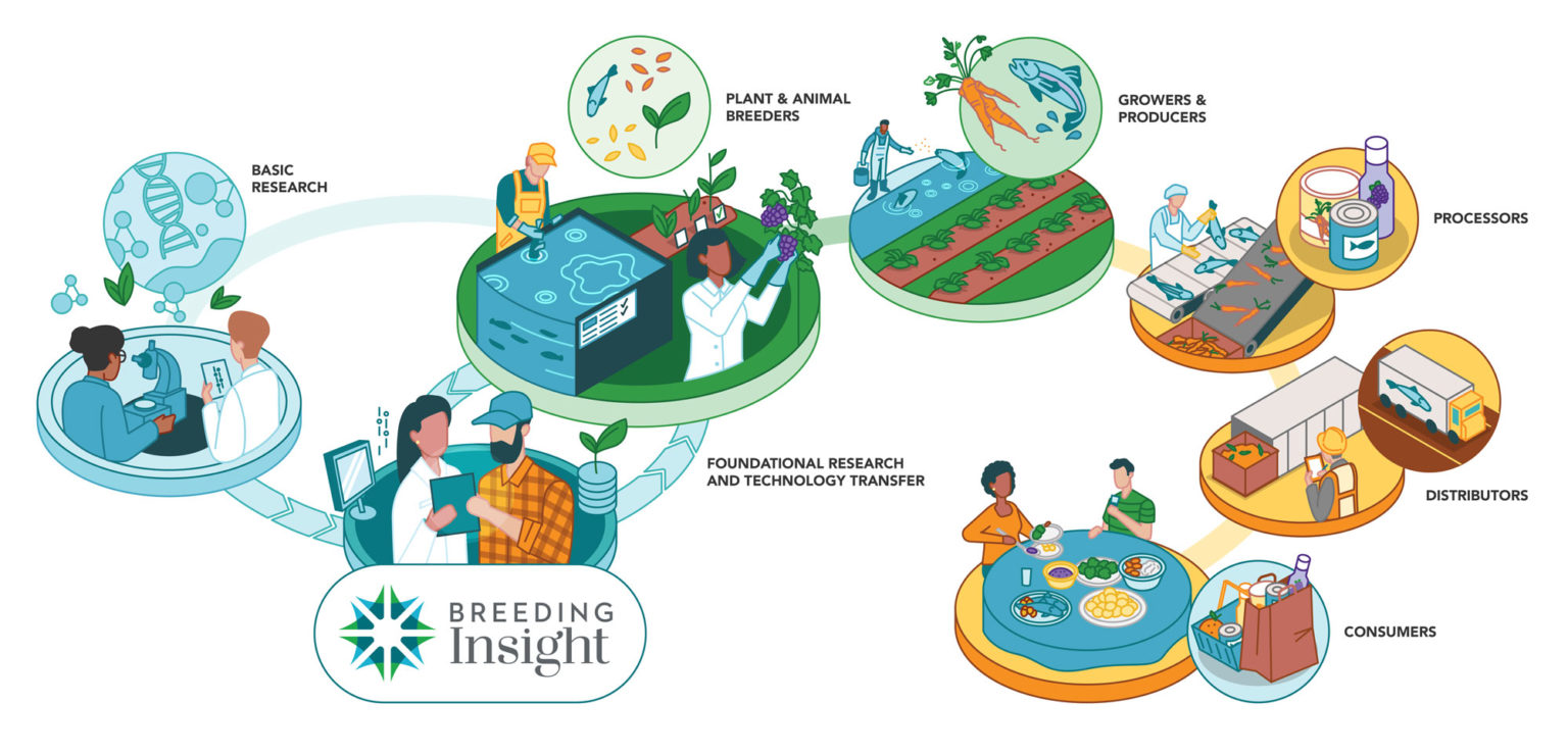 Breeding Insight – We make high-tech breeding a reality for specialty ...