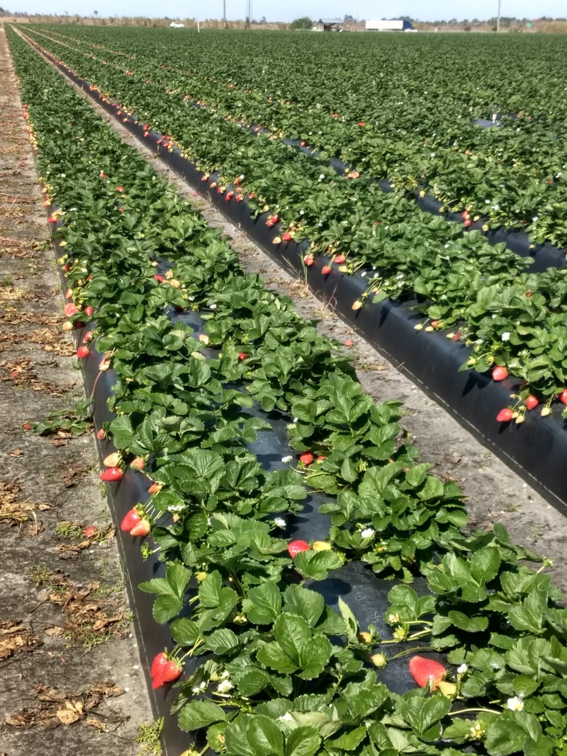 Public Strawberry DArTag Panel – Breeding Insight