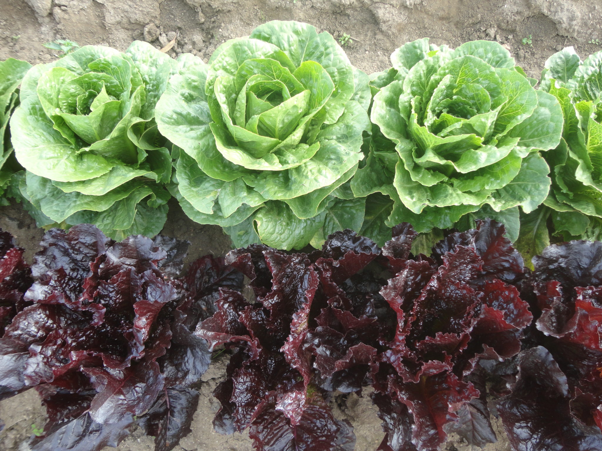 Open Source Lettuce DArTag Marker Panels – Breeding Insight