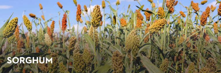 Self-directed Programs – Breeding Insight