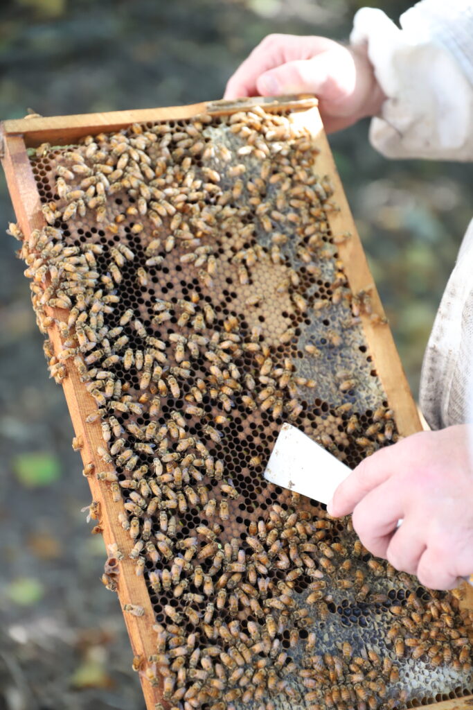 Open Source Russian Honeybee Marker Panel – Breeding Insight