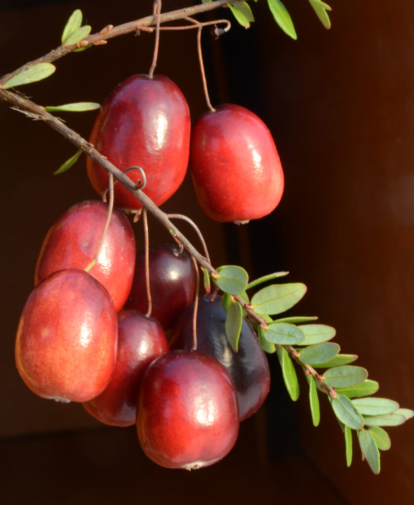 Open Source Cranberry DArTag Marker Panels – Breeding Insight