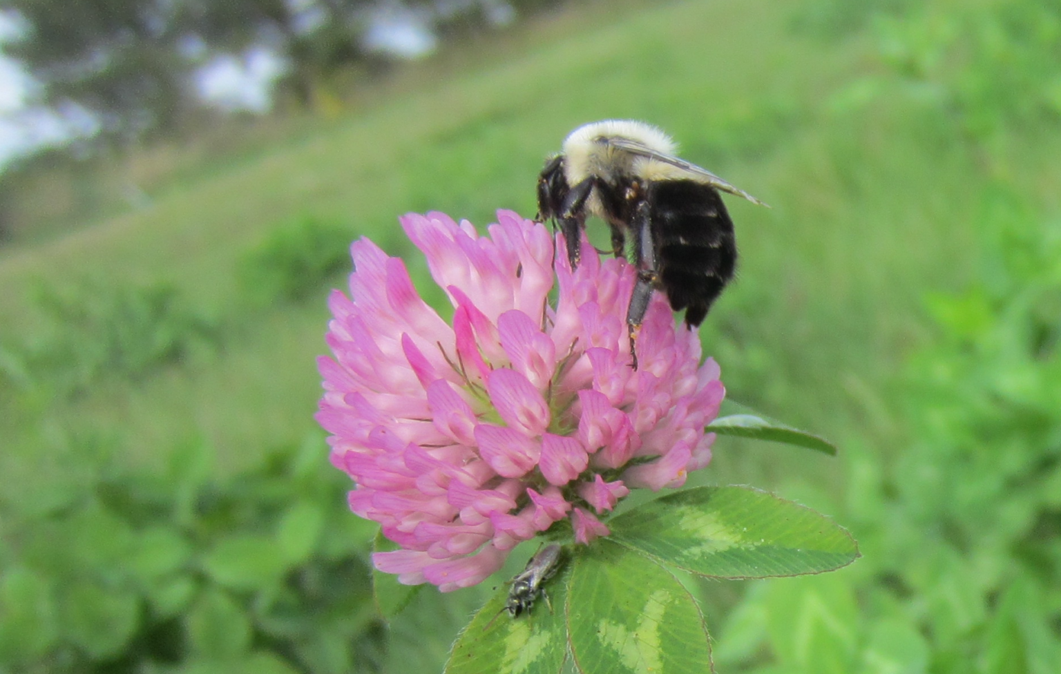 Red clover/Cover crops – Breeding Insight