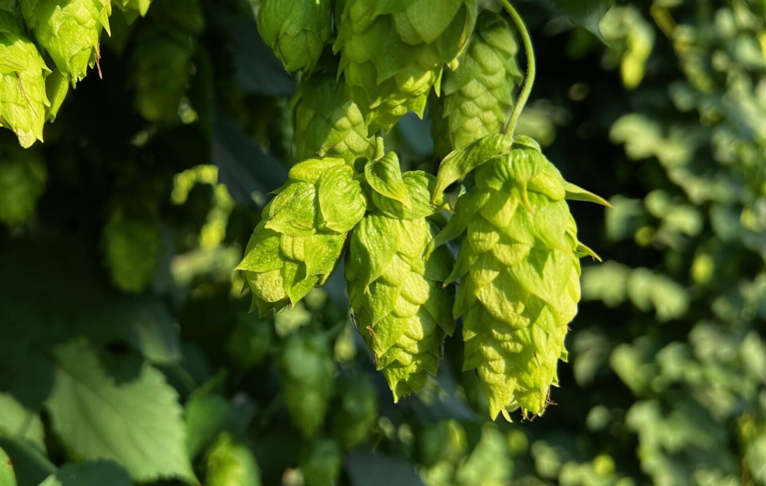 Phase 3 Species – Breeding Insight