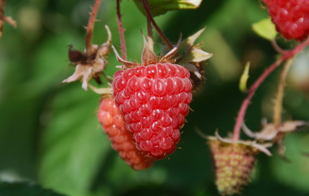Blackberry/Raspberry (Caneberry) – Breeding Insight