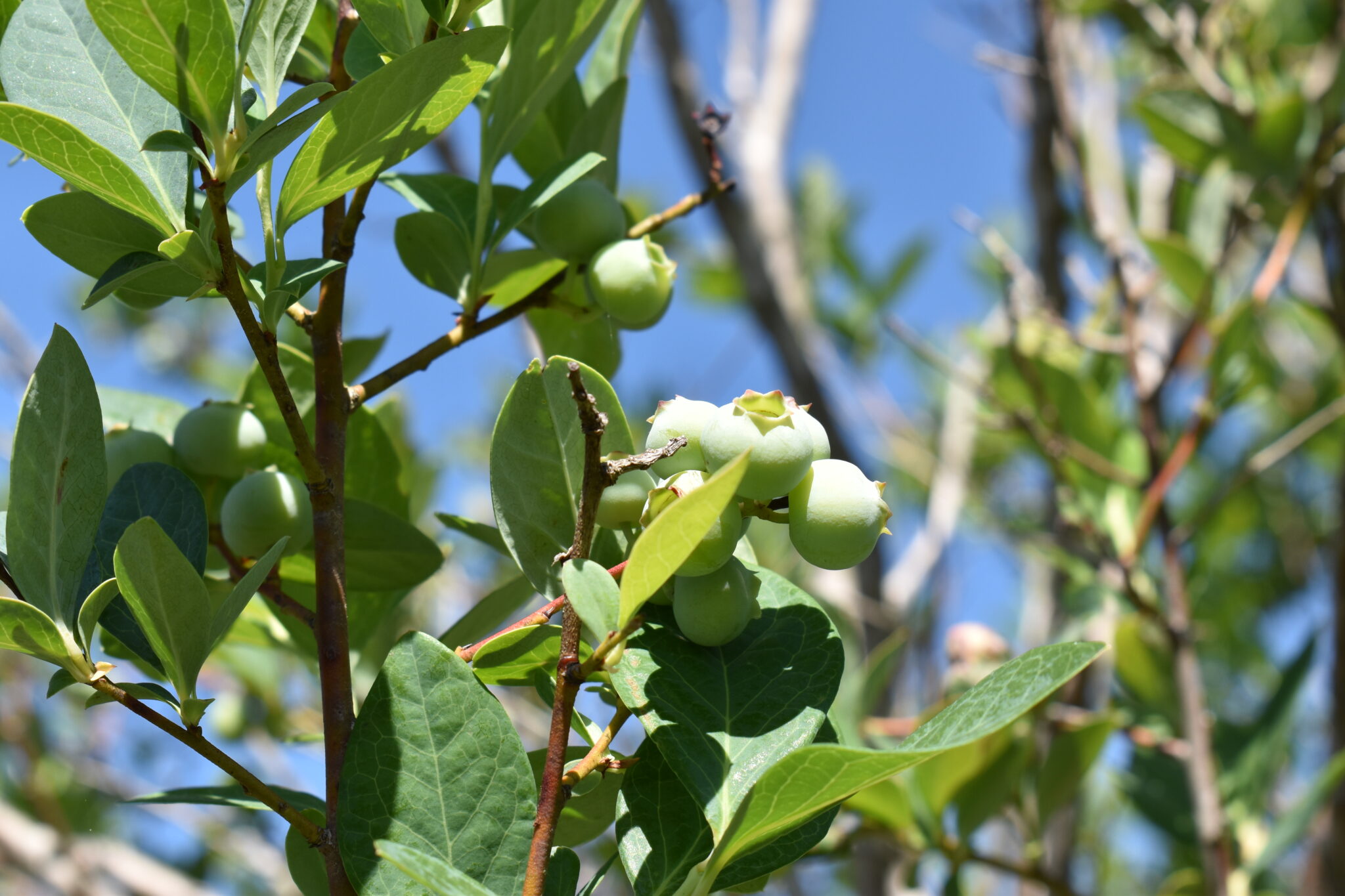 Publications – Breeding Insight