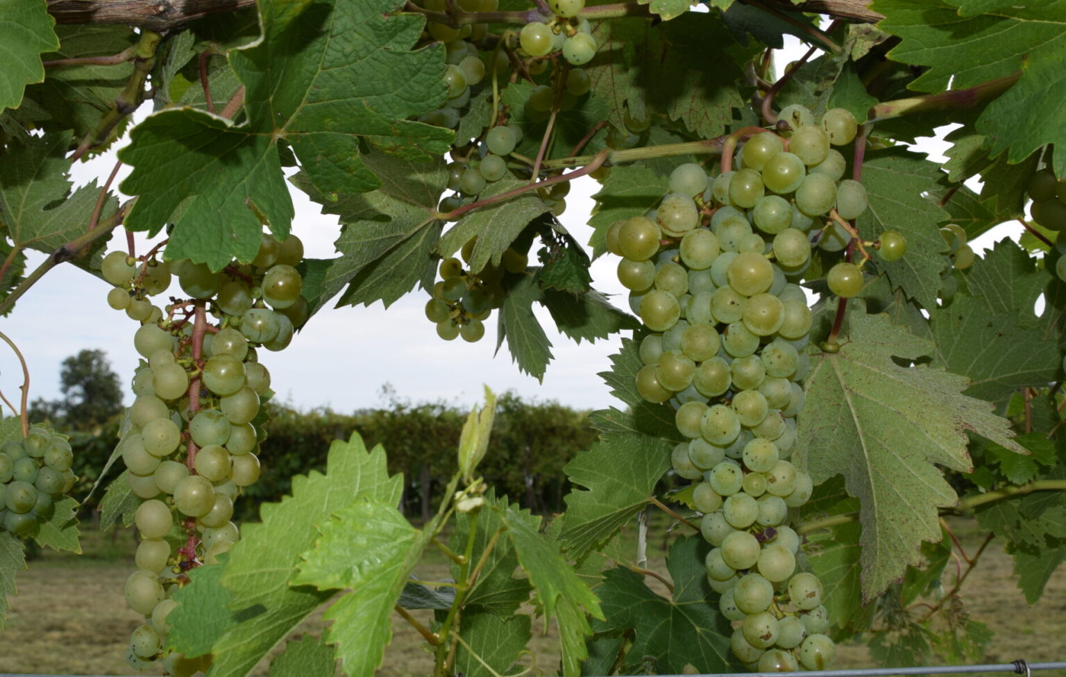 Pilot Phase Species – Breeding Insight