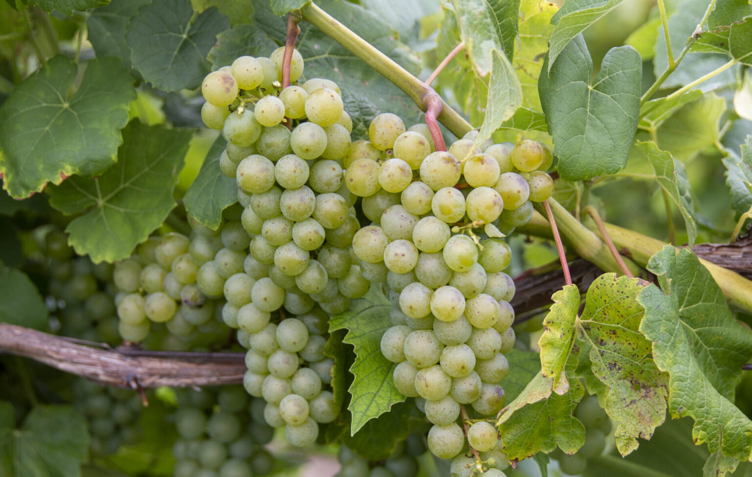 Grape – Breeding Insight