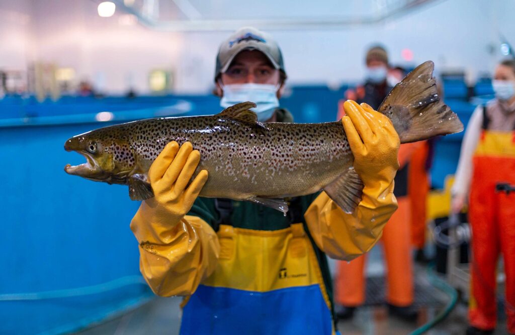 NA Atlantic Salmon – Breeding Insight