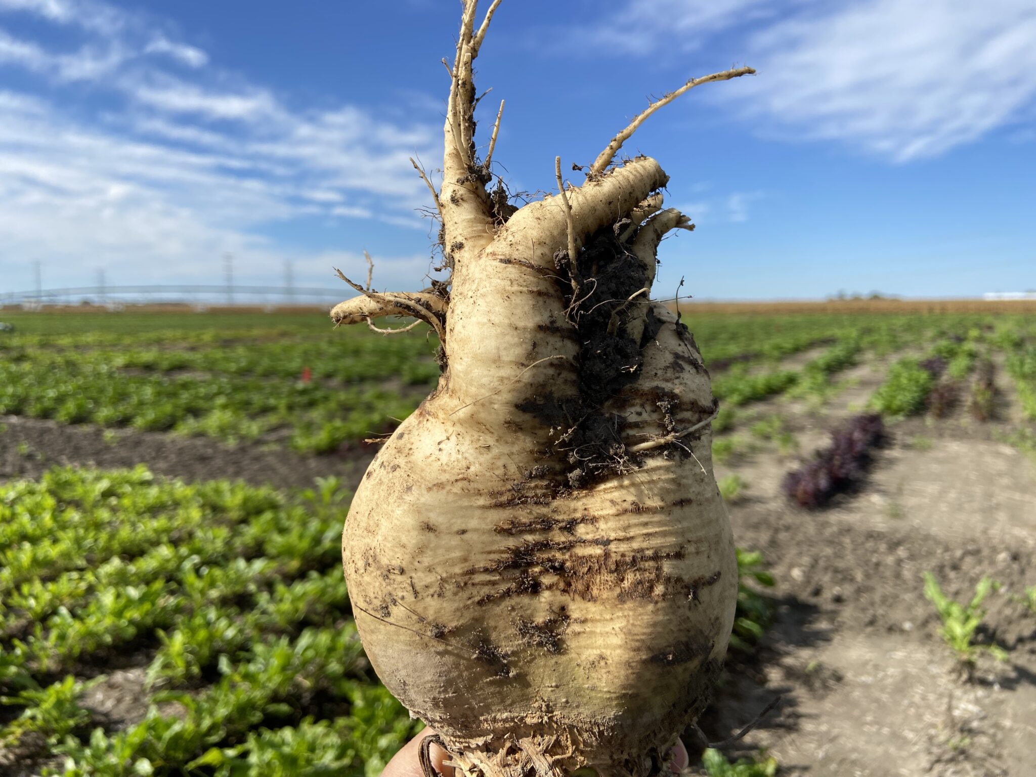 Sugarbeet – Breeding Insight