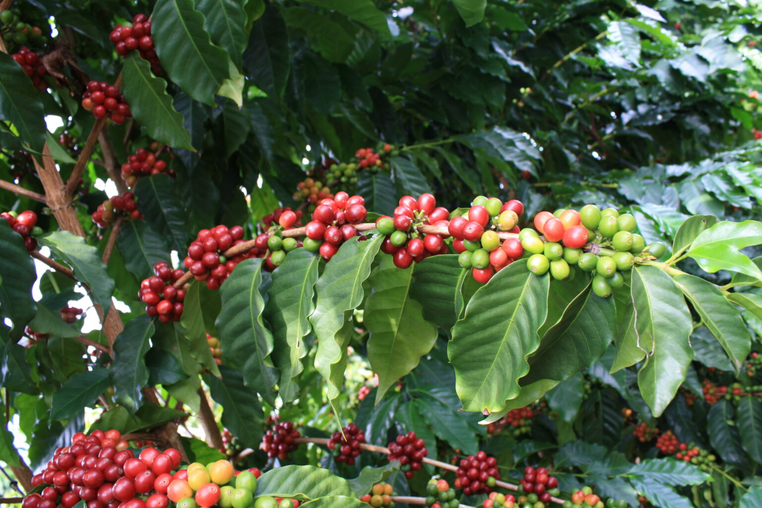 Coffee – Breeding Insight