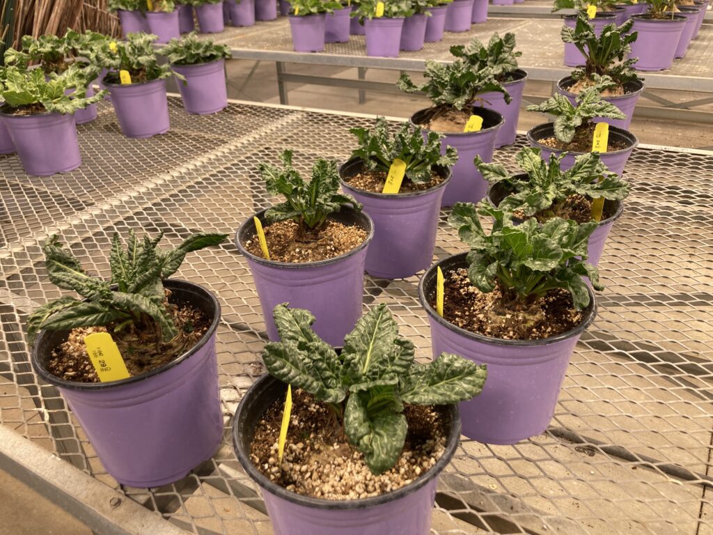 Sugarbeet – Breeding Insight